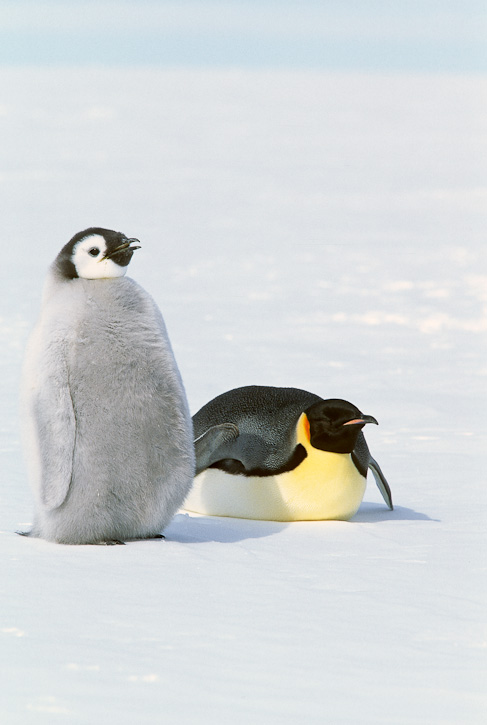 Emperor Penguin (Aptenodytes forsteri)