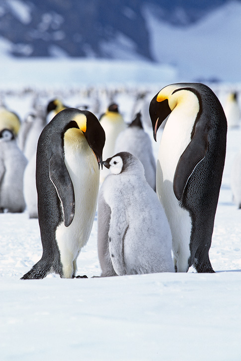 Emperor Penguin (Aptenodytes forsteri)