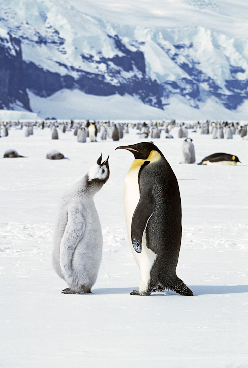 Emperor Penguin (Aptenodytes forsteri)