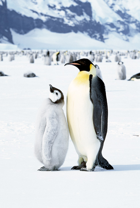 Emperor Penguin (Aptenodytes forsteri)