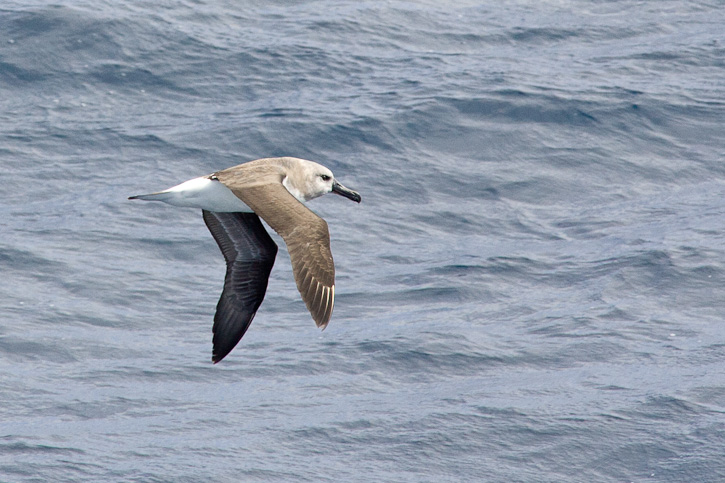 Gray-headed Albatross (Thalassarche chrysostoma)