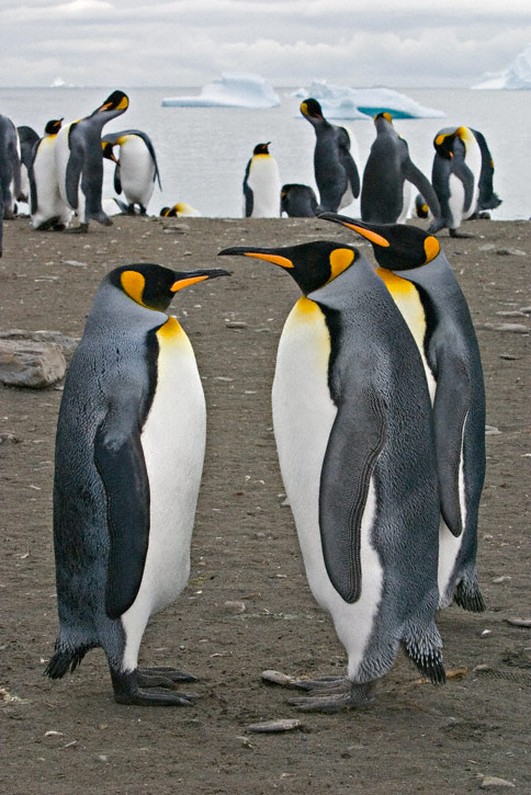 King Penguin (Aptenodytes patagonicus)