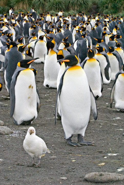 King Penguin (Aptenodytes patagonicus)