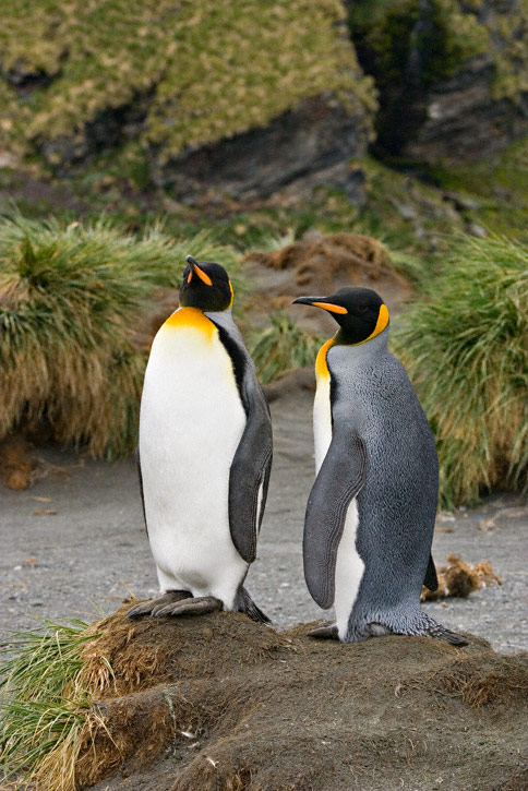 King Penguin (Aptenodytes patagonicus)