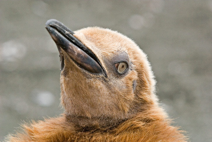King Penguin (Aptenodytes patagonicus)