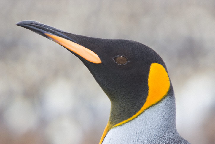 King Penguin (Aptenodytes patagonicus)