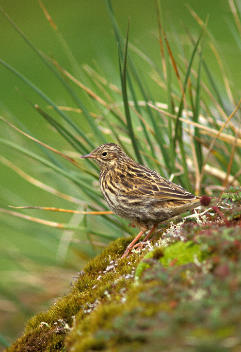 South Georgia Pipit (Anthus antarcticus)