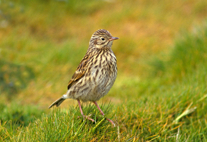 South Georgia Pipit (Anthus antarcticus)