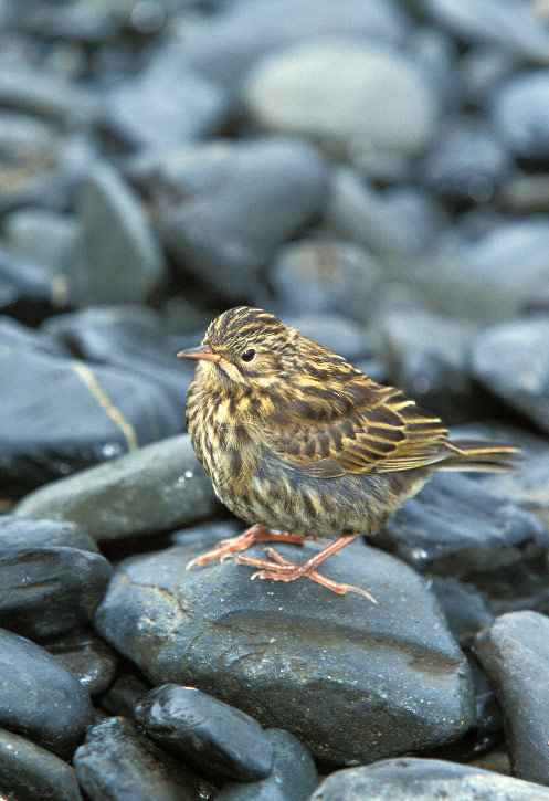 South Georgia Pipit (Anthus antarcticus)