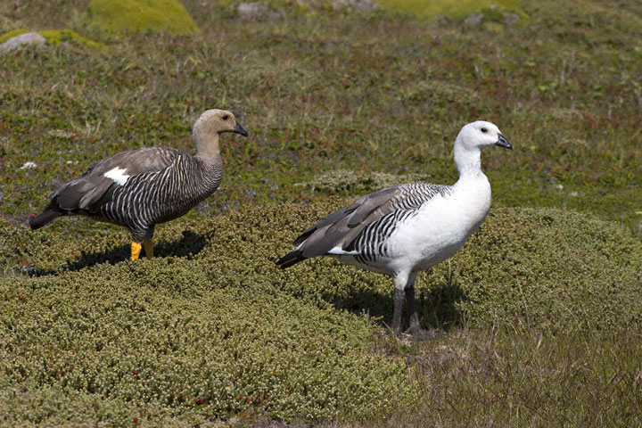 Upland Goose (Chloephaga picta)
