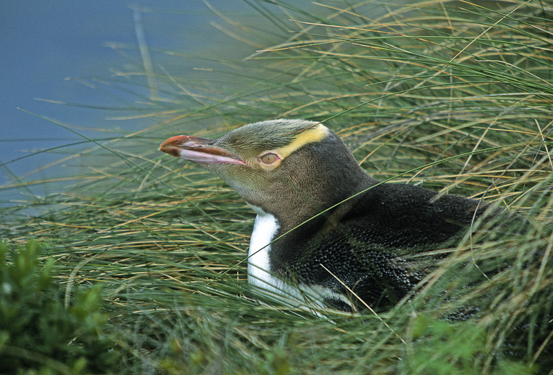 Yellow-eyed Penguin (Megadyptes antipodes)