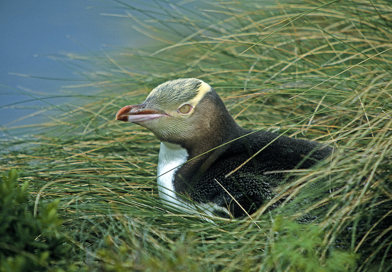 Yellow-eyed Penguin (Megadyptes antipodes)