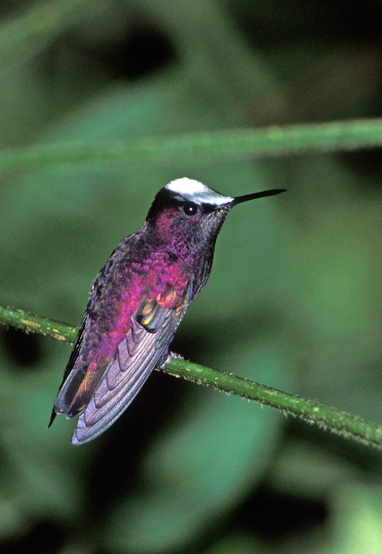 Snowcap (Microchera albocoronata)