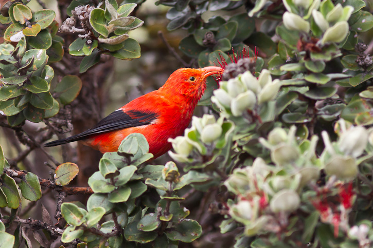 I'iwi (Vestiaria coccinea)
