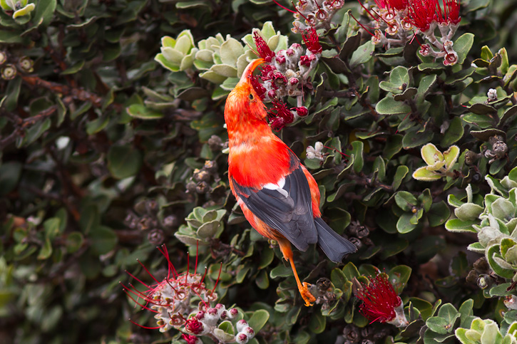 I'iwi (Vestiaria coccinea)