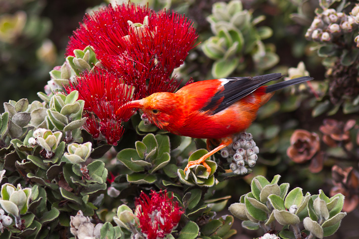 I'iwi (Vestiaria coccinea)