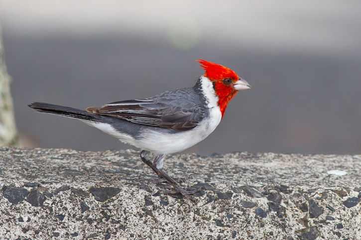 Red-crested Cardinal (Paroaria coronata)