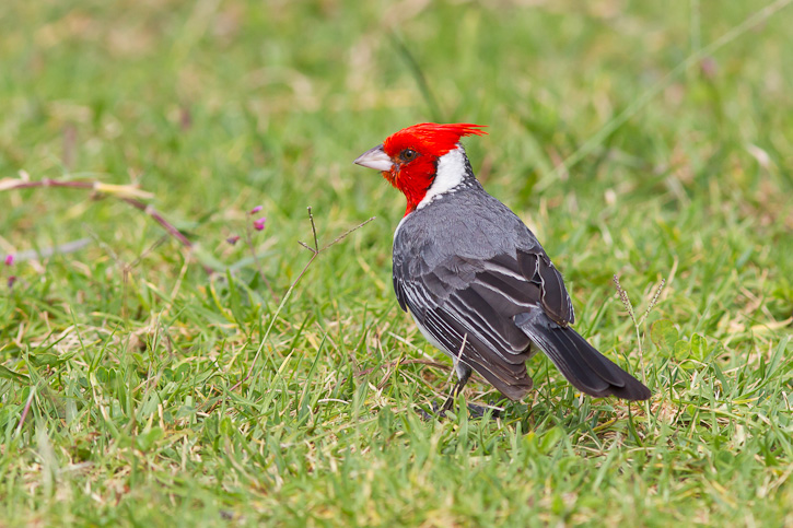Red-crested Cardinal (Paroaria coronata)