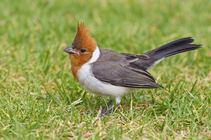 Red-crested Cardinal (Paroaria coronata)