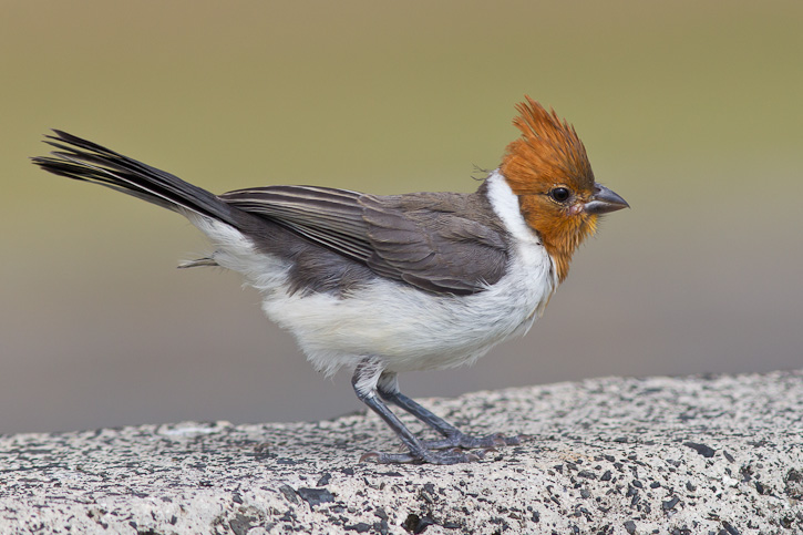 Red-crested Cardinal (Paroaria coronata)
