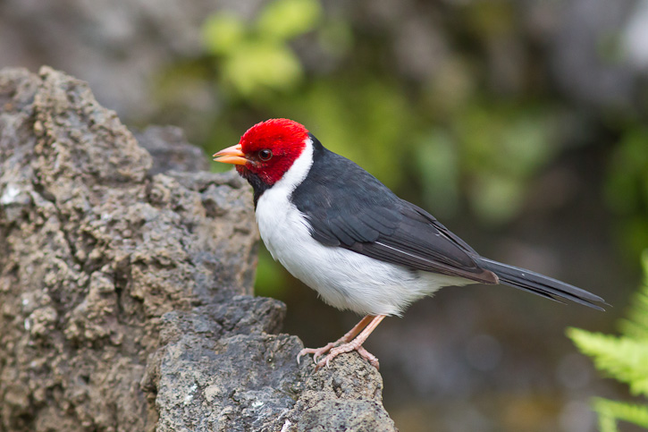 Yellow-billed Cardinal (Paroaria capitata)