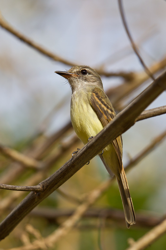 Flammulated Flycatcher (Deltarhynchus flammulatus)