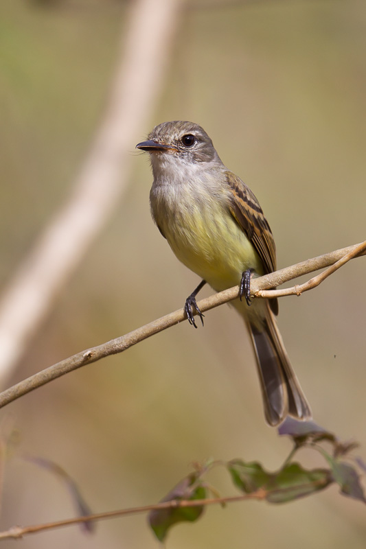Flammulated Flycatcher (Deltarhynchus flammulatus)