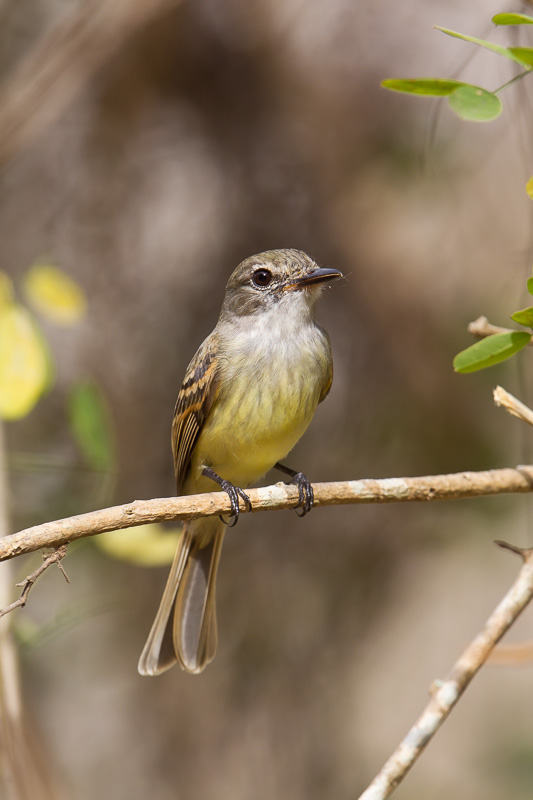 Flammulated Flycatcher (Deltarhynchus flammulatus)