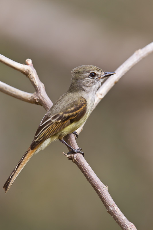 Flammulated Flycatcher (Deltarhynchus flammulatus)