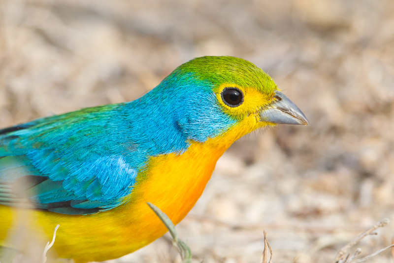 Orange-breasted bunting | Naranja, Iucn red list
