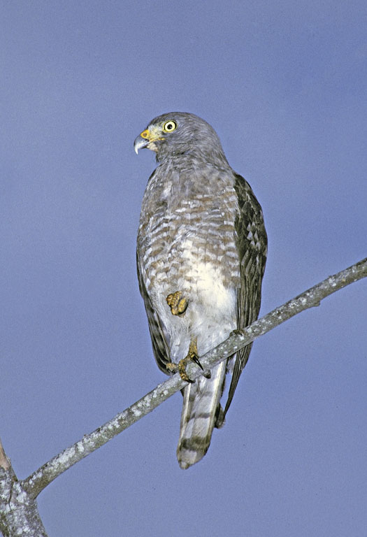 Roadside Hawk (Buteo magnirostris)