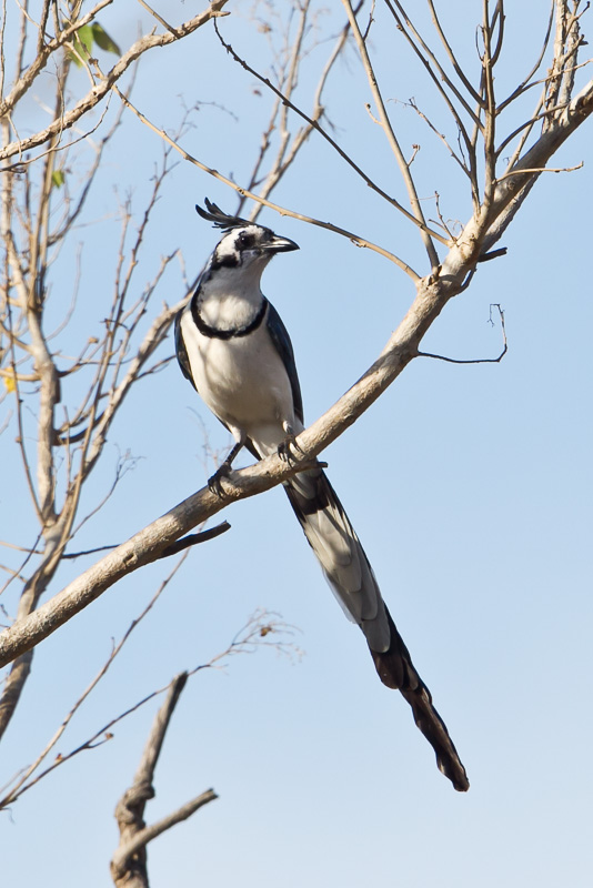 White-throated Magpie-Jay (Calocitta formosa)