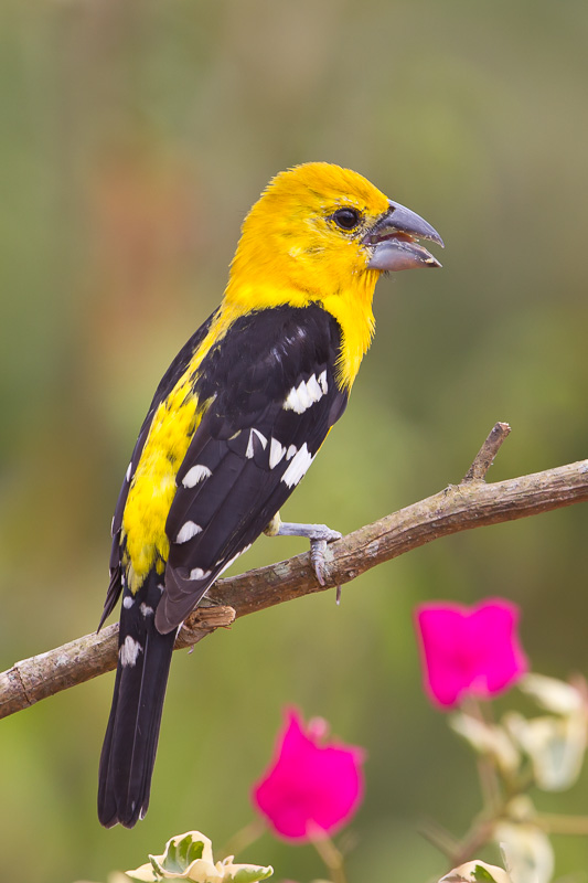 Yellow Grosbeak (Pheucticus chrysopeplus)