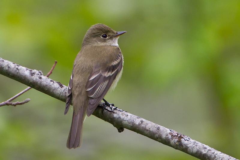 Alder Flycatcher (Empidonax alnorum)