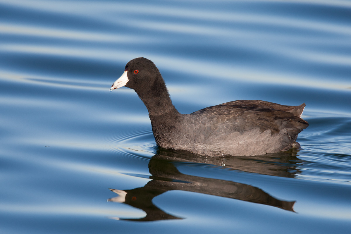 American Coot (Fulica americana)