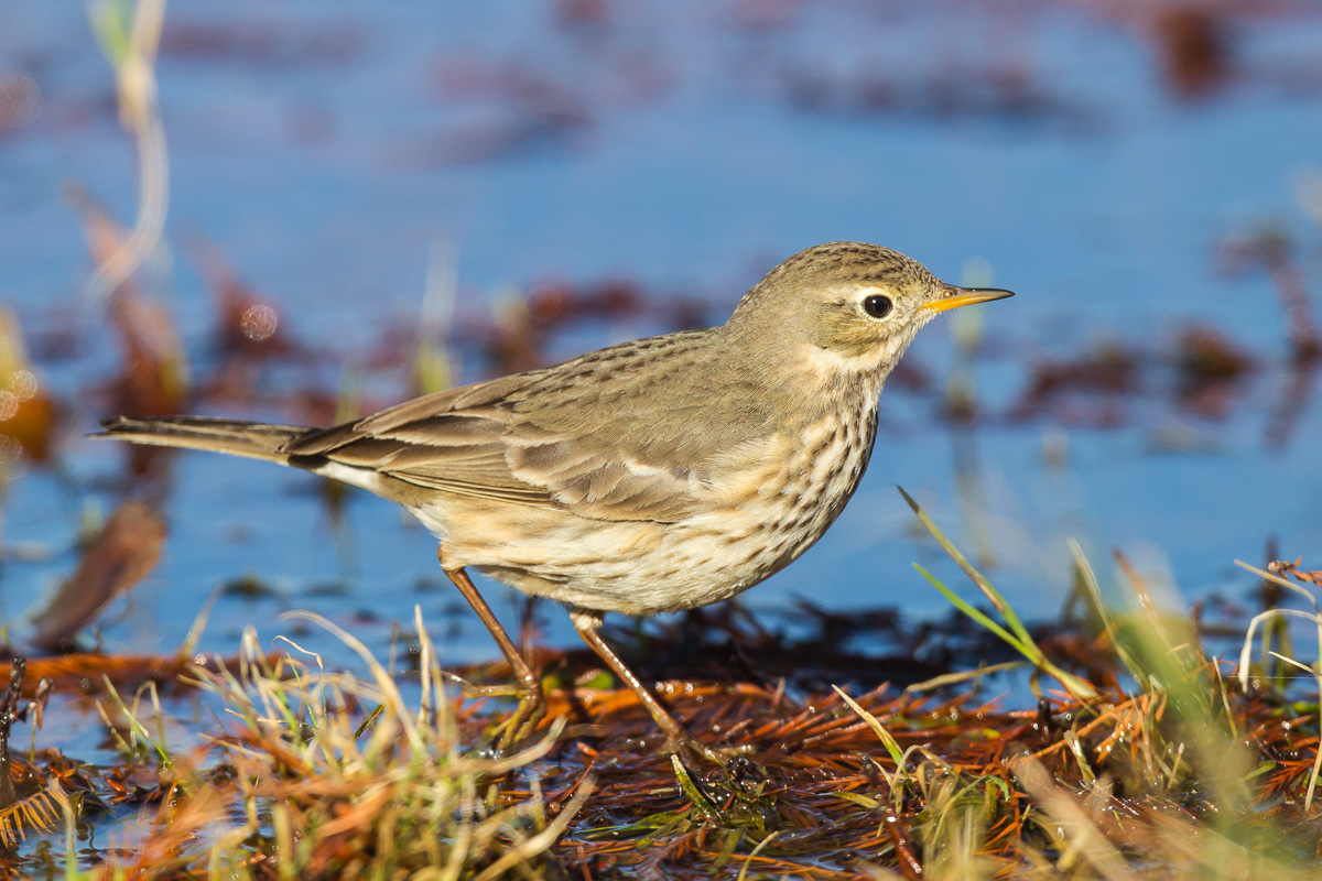 American Pipit (Anthus rubescens)