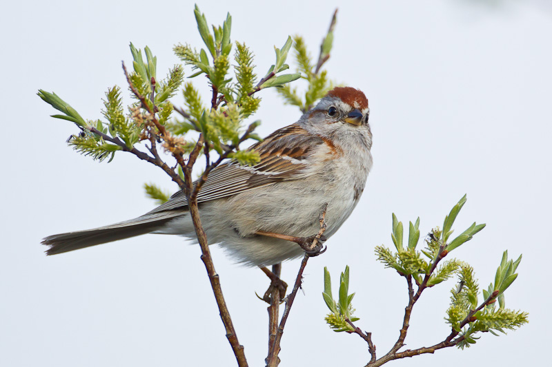 American Tree Sparrow (Spizella arborea)