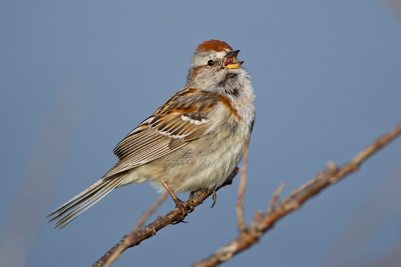 American Tree Sparrow (Spizella arborea)