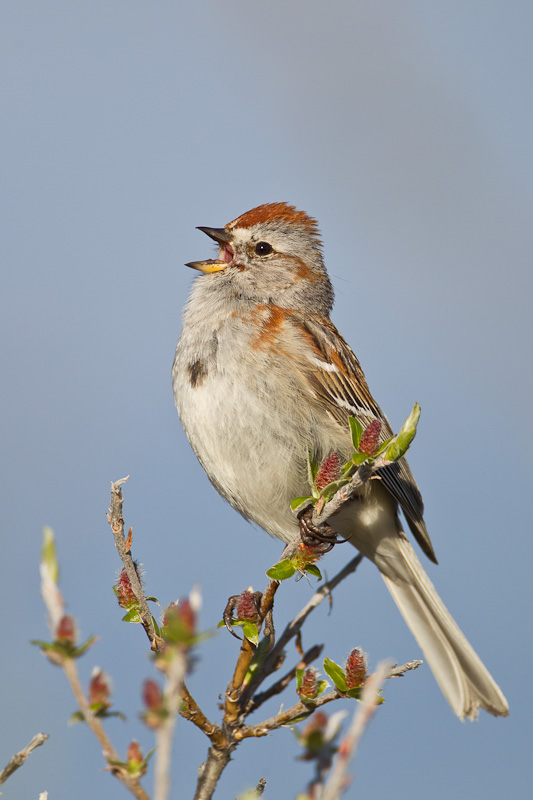 American Tree Sparrow (Spizella arborea)
