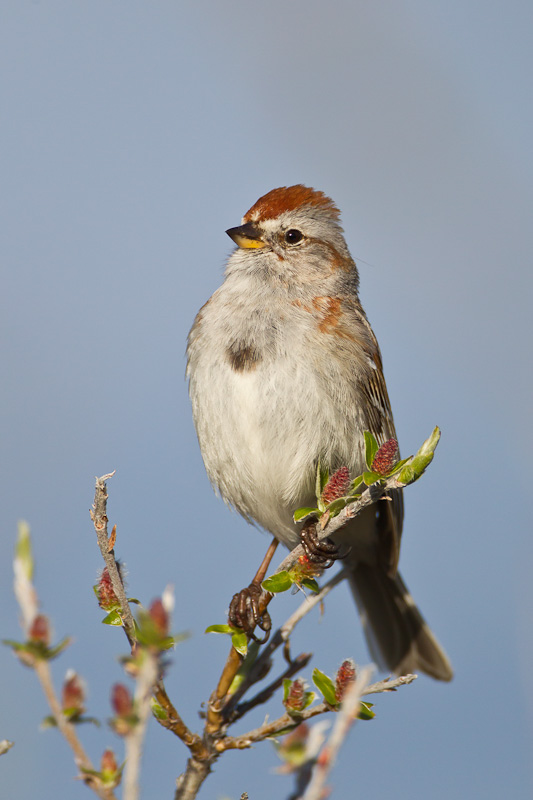 American Tree Sparrow (Spizella arborea)