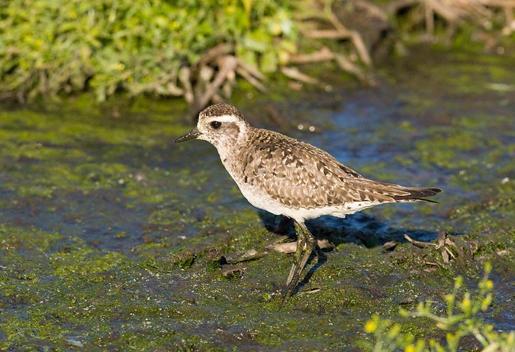 American Golden-Plover (Pluvialis dominica)