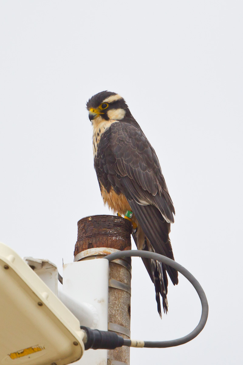Aplomado Falcon (Falco femoralis)