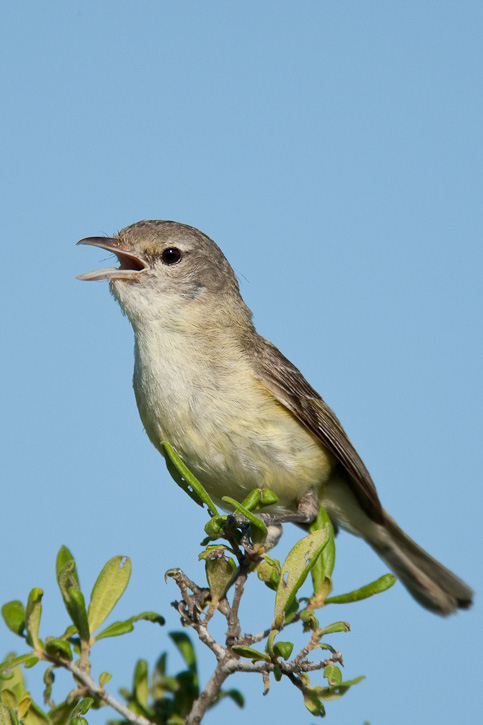 Bell's Vireo (Vireo bellii)