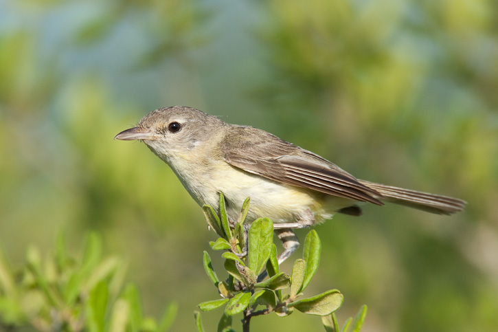 Bell's Vireo (Vireo bellii)
