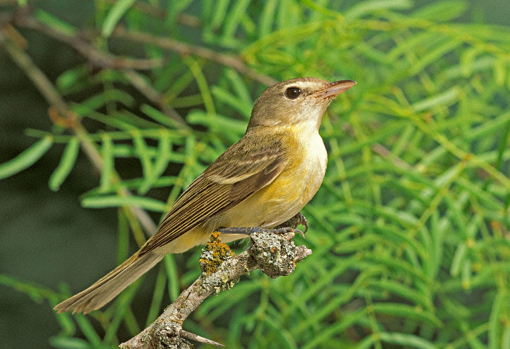 Bell's Vireo (Vireo bellii)