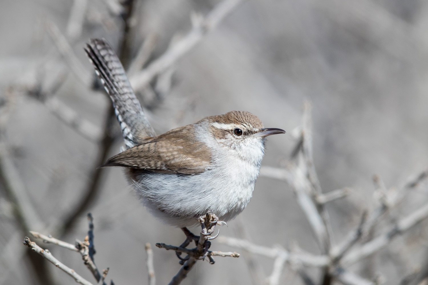 Bewick's Wren (Thryomanes bewickii)
