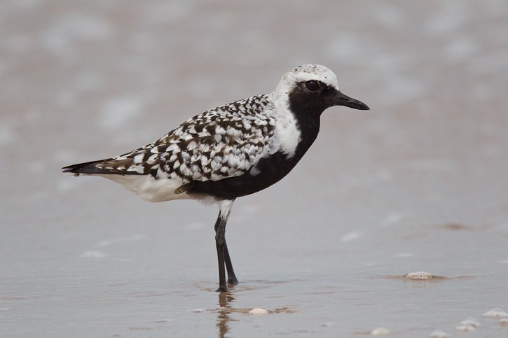 Black-bellied Plover (Pluvialis squatarola)