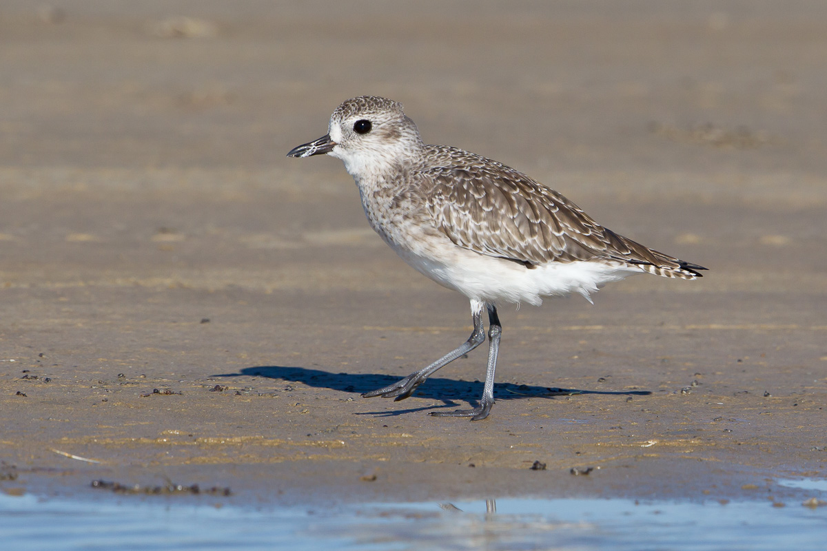 Black-bellied Plover (Pluvialis squatarola)