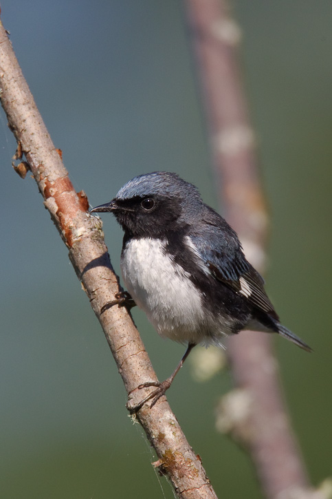 Black-throated Blue Warbler (Setophaga caerulescens)