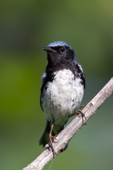 Black-throated Blue Warbler (Setophaga caerulescens)